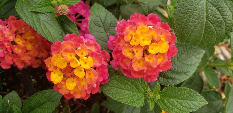 Which Garden-Flowers Can You Grow In Serbia? - 2024 Guide - InSerbia News